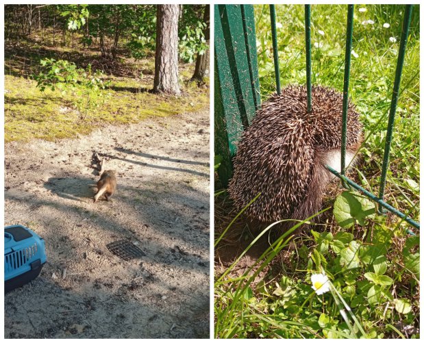 Jeż pomiędzy szczebelkami ogrodzenia i jenot... - Olsztyn